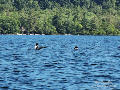 Squam Lake - New Hampshire Live Free And Explore
