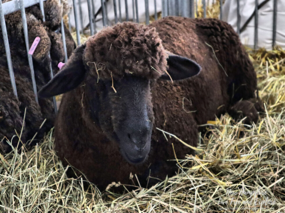 The Deerfield Fair, Deerfield, NH - New Hampshire Live Free And Explore